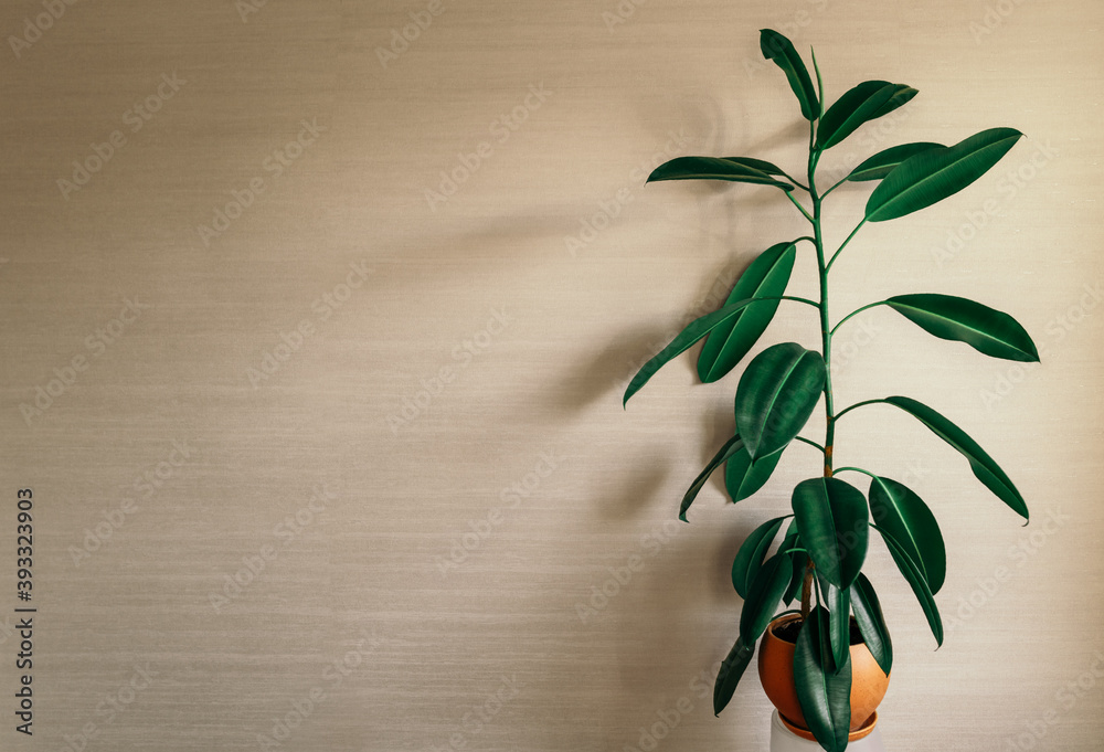 Ficus tree with big green leaves across the white textured home wall ...