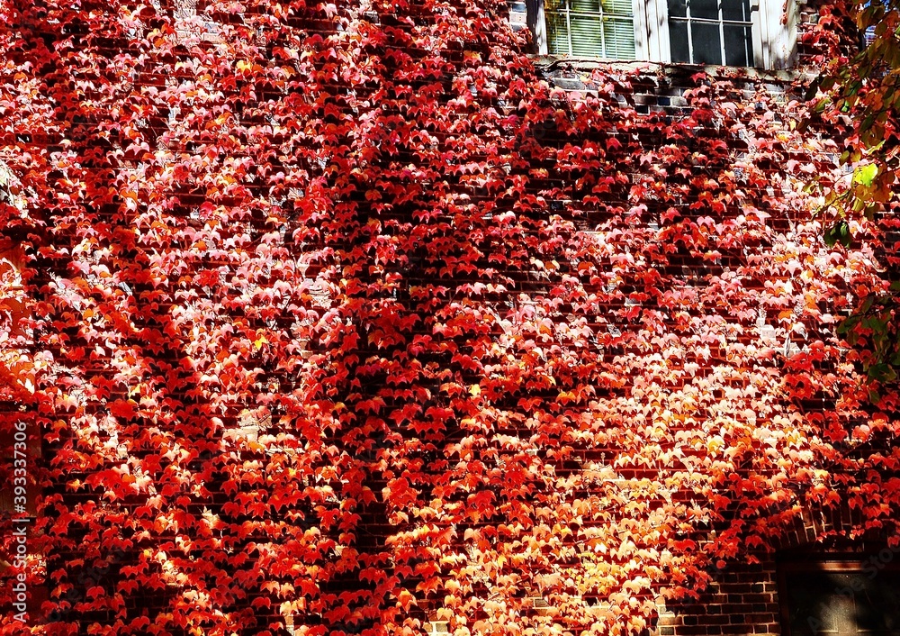 Red background with ivy leaves. Boston ivy vine, Parthenocissus ...