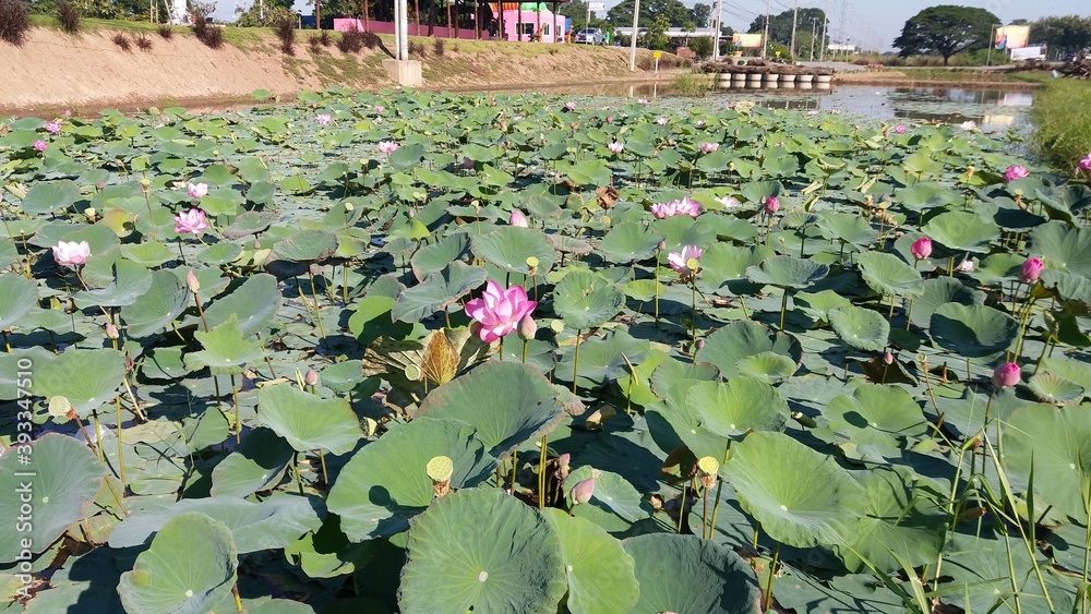Bua Luang, the family name Nelumbo, is commonly known as Patumchat or ...