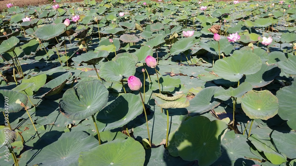 Bua Luang, the family name Nelumbo, is commonly known as Patumchat or ...