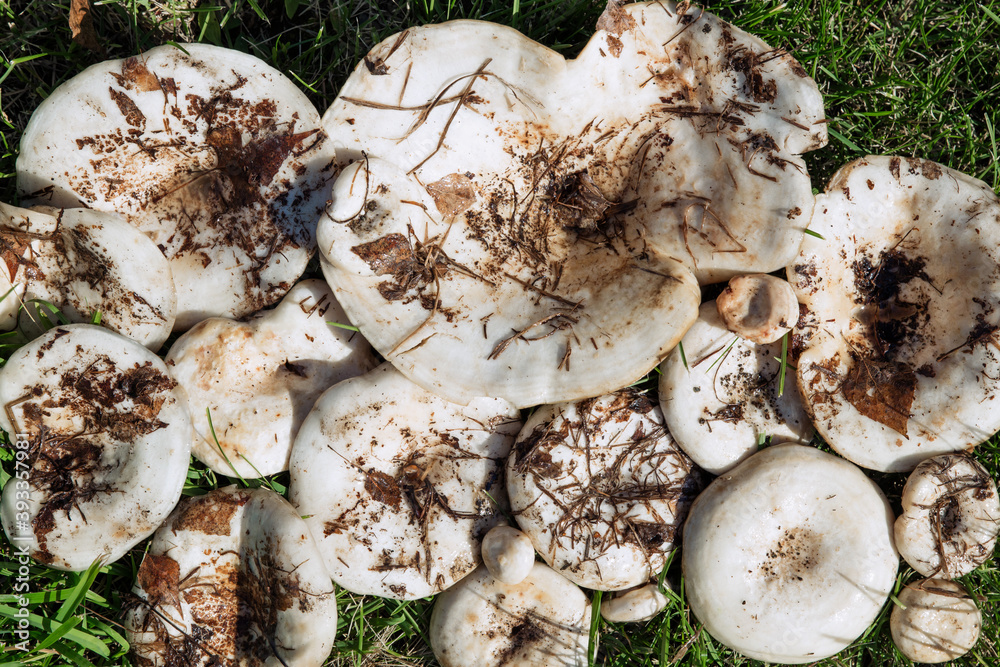 White Lactarius resimus mushroom genus Lactarius family Russulaceae ...
