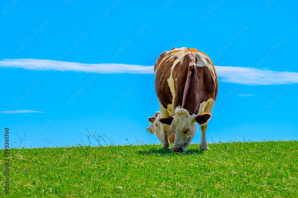 Producing of Comte cheese in lower Jura, France, Montbeliards or French ...