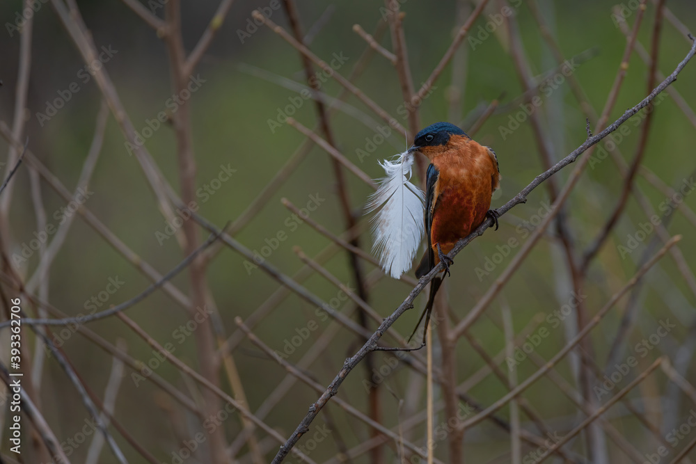 Lonely sentinel silhouette of a Klipspringer situated on a bare rocky ...