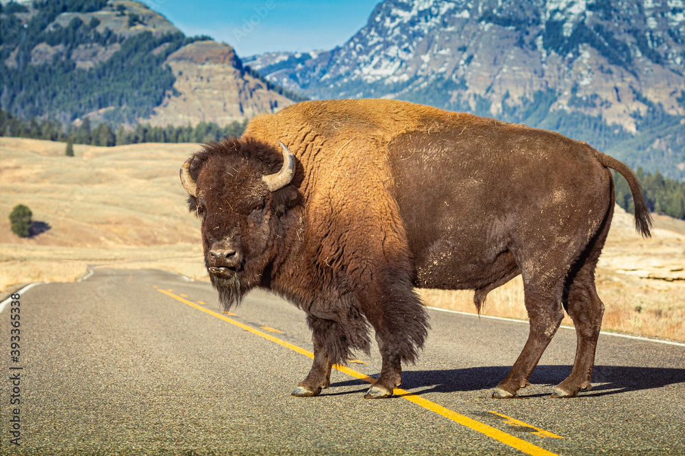 American bison standing alone in the middle of the road at Yellowstone ...