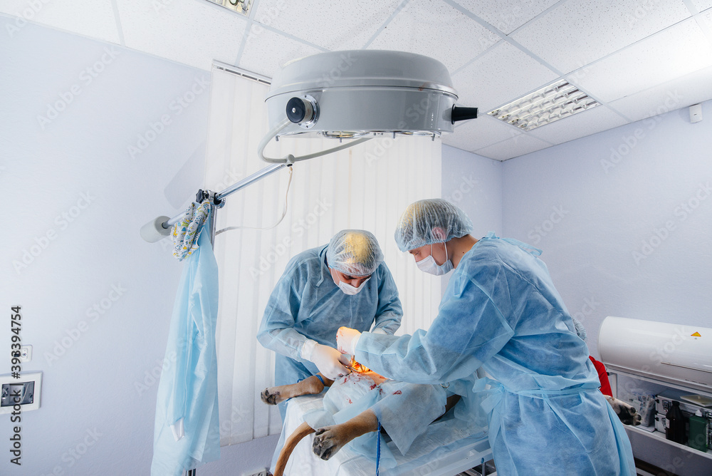 In a modern veterinary clinic, an operation is performed to save the ...