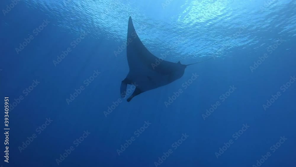 Gigantic Black Oceanic Manta fish floating on a background of blue ...