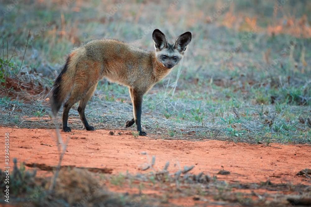 Bat-eared fox, Otocyon megalotis, gazing at photographer. Fox with big ...