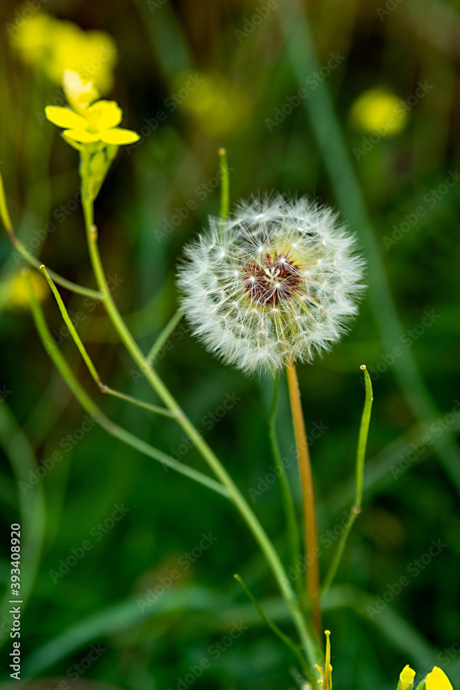 Pusteblume Stock Photo | Adobe Stock