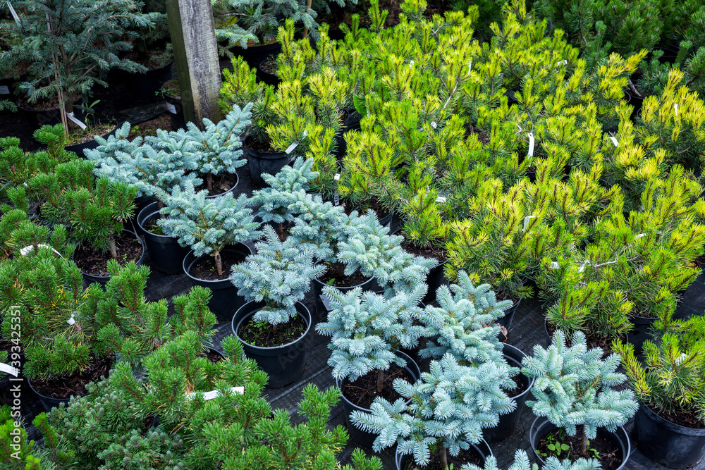 Section of conifers in the nursery-garden of ornamental plants for ...