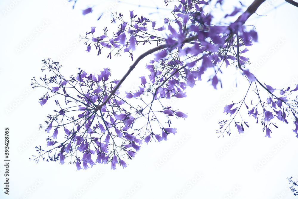 Photo & Art Print Beautiful purple flowers of the jacaranda mimosifolia ...