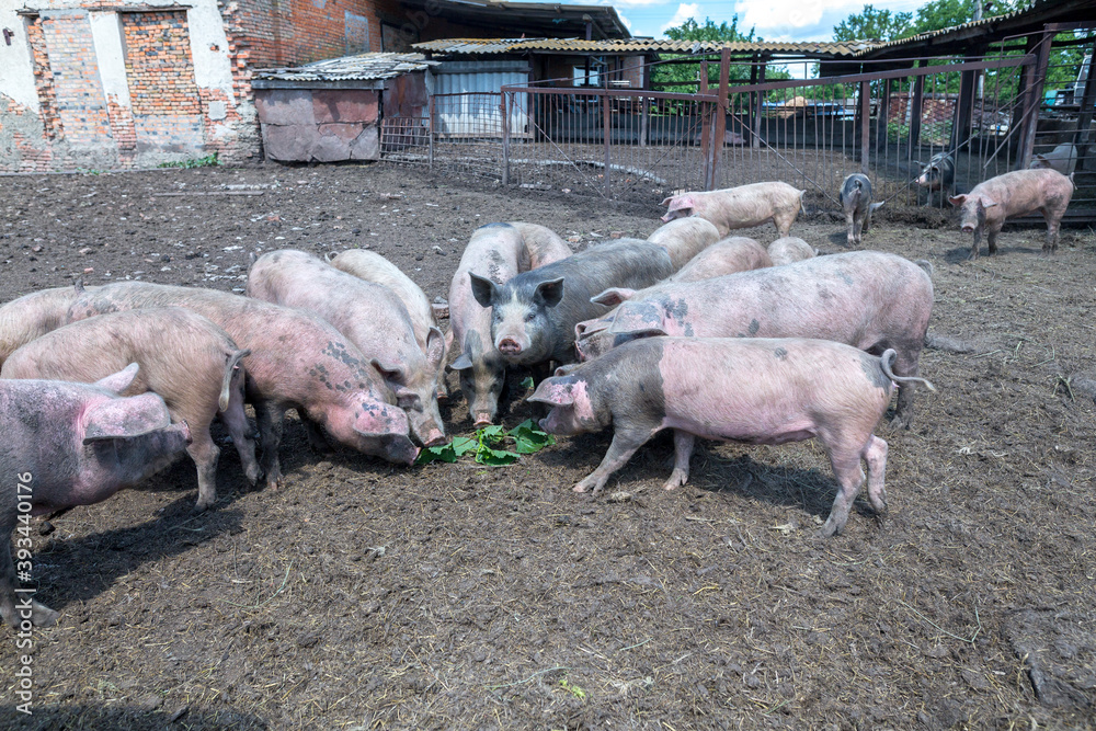 Dirty pigs and piglets grazing on a pig farm. Natural organic pig ...