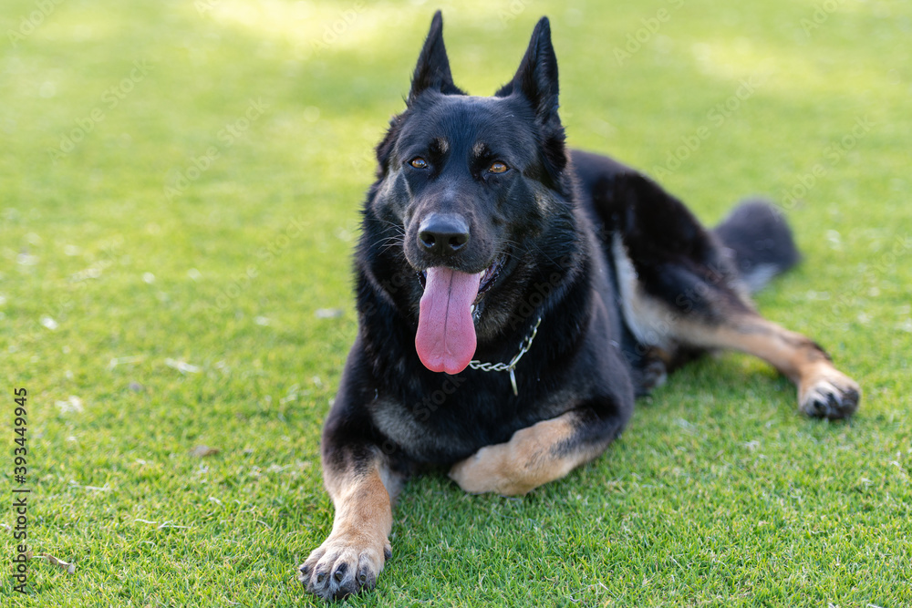 Working line german shepherd at the park Stock Photo | Adobe Stock
