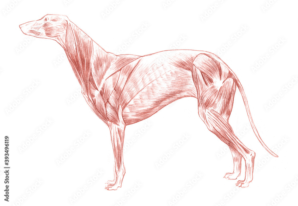 Anatomical sketch of the muscular system of the dog on a white ...