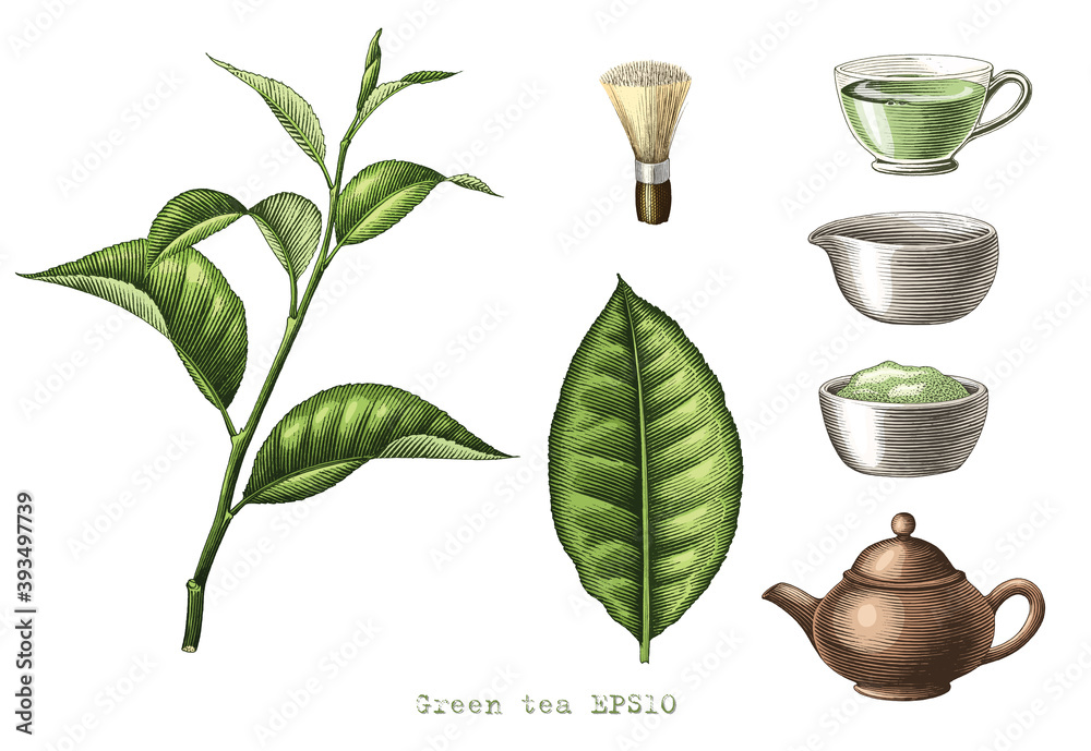 Green tea collection hand drawing engraving style clipart isolated on ...