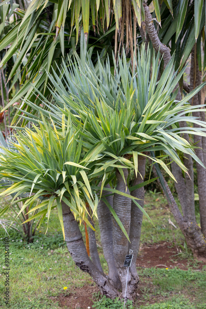 Three branches of a Dragon tree also known as Dracaena draco or Drago ...