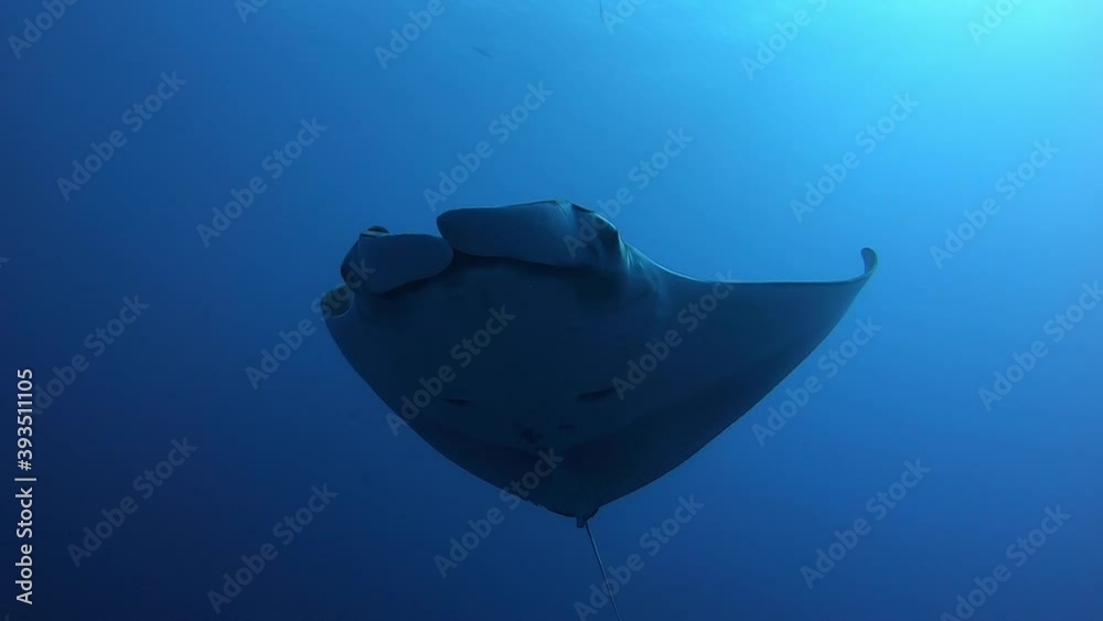 Black Oceanic Manta floating on a background of blue water in search of ...