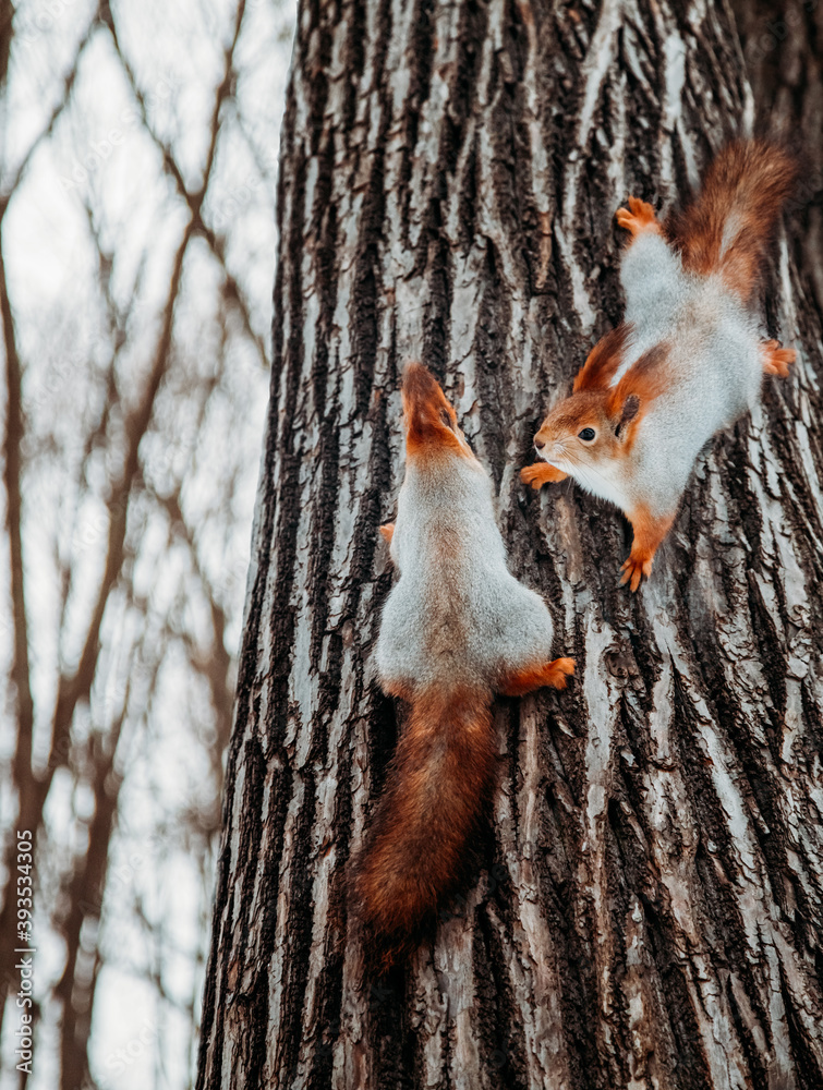 Two cute red squirrels play in the autumn park. Furry red squirrels in ...