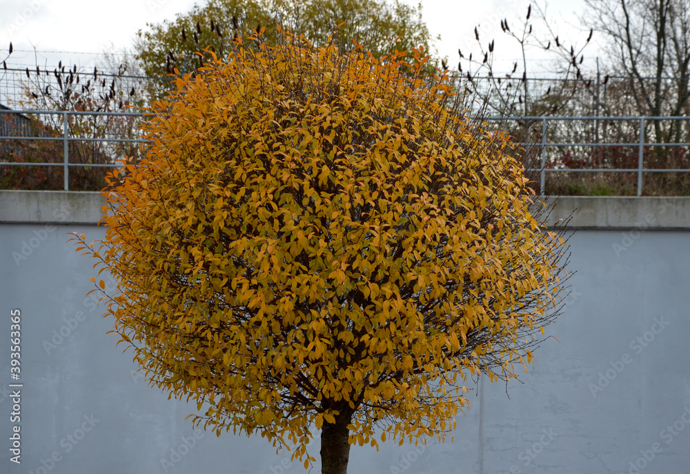 low tree comes from the family Rosaceae - pink and the genus Prunus ...