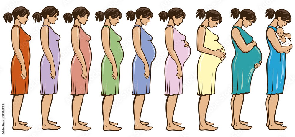 The main stages of pregnancy. Changes in the female body during ...