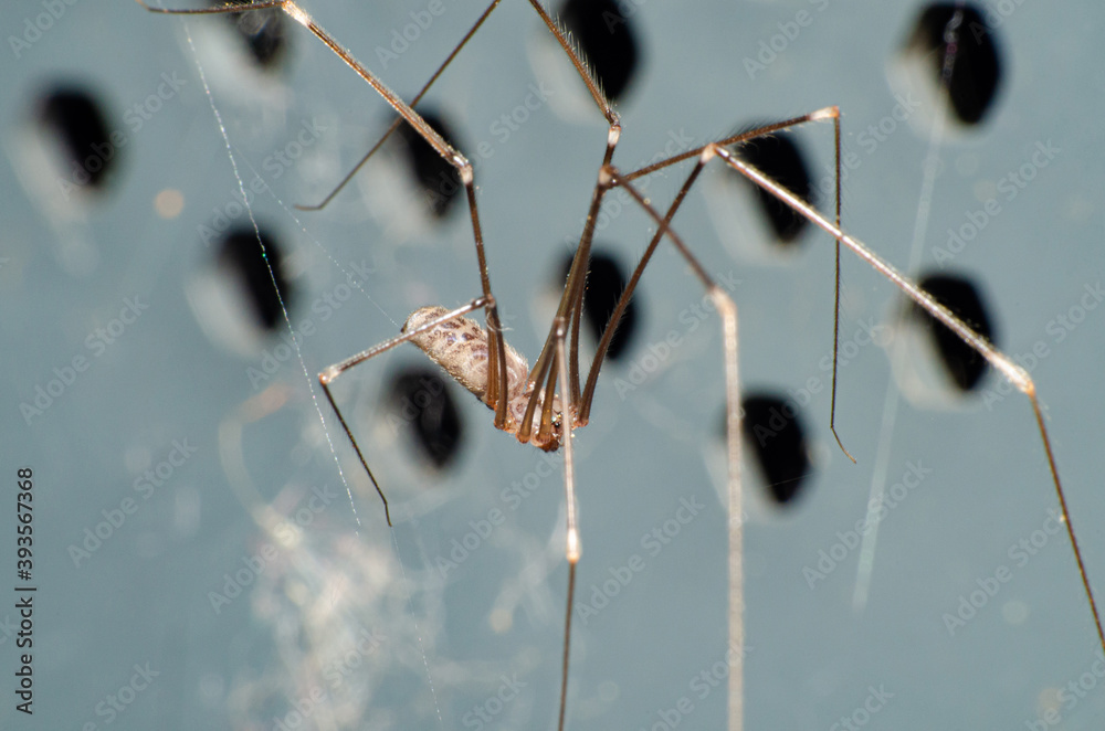 Spider, macro photograph of a spider showing all its details, low depth ...