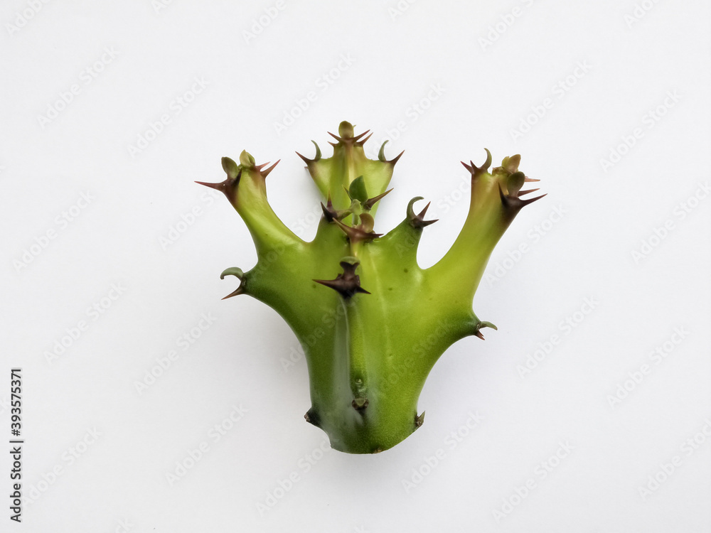 Top part of Malayan Spurge Tree (Euphorbia antiquorum L.) on white ...