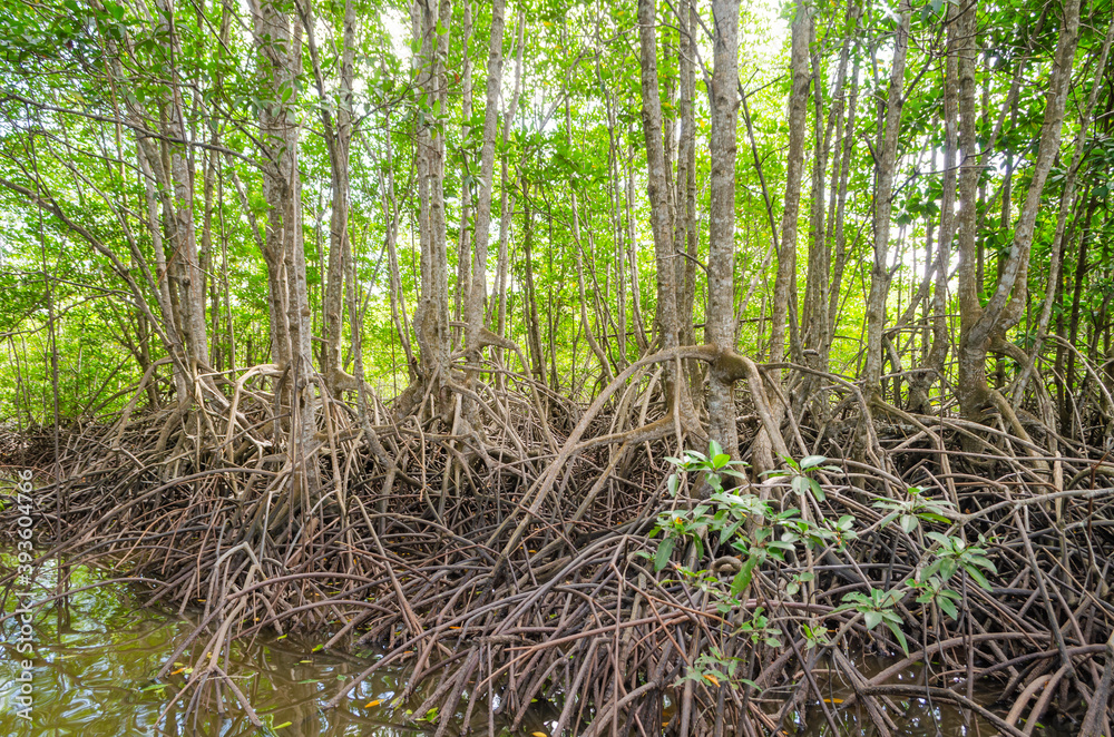 Avicennia alba at mangrove forest in Thailand Stock Photo | Adobe Stock