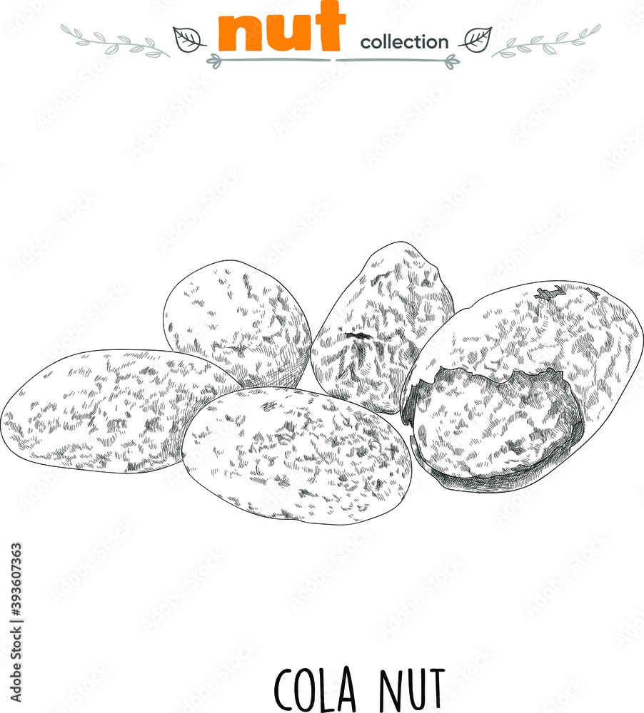 Cola nut. Detailed line art. Freehand drawing. Vector nuts. Collection ...