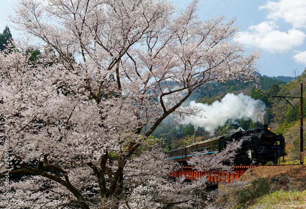 A steam locomotive traveling on a bridge by a flourishing cherry ...