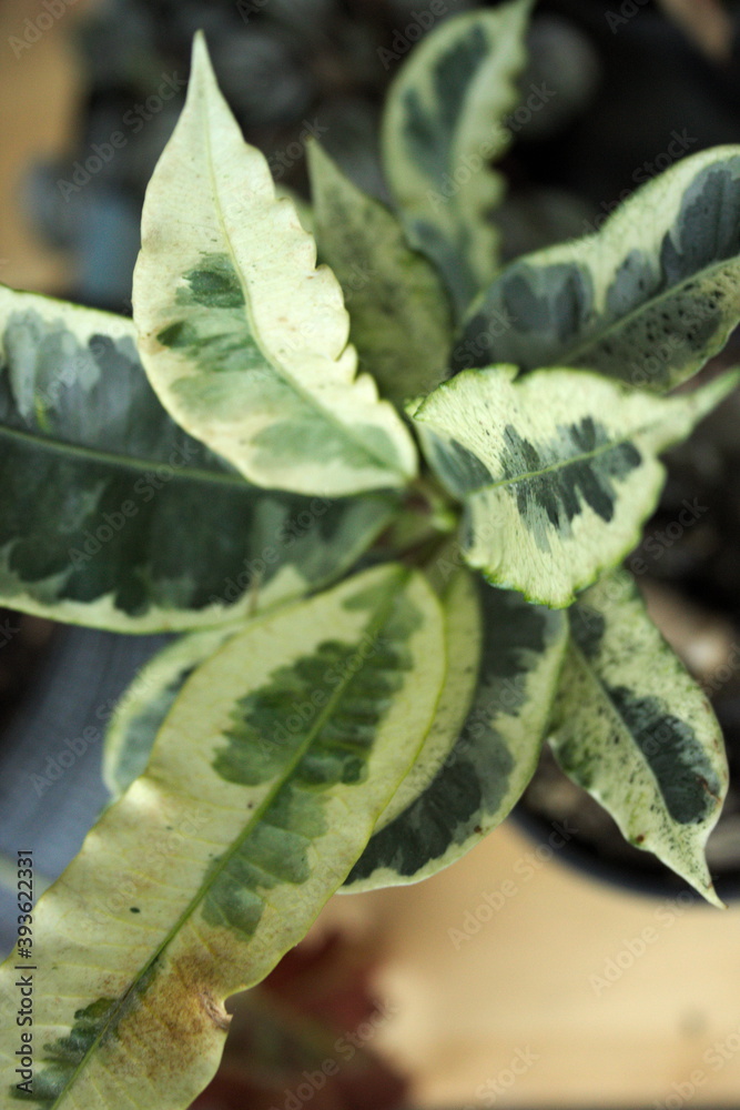 Top view of green and yellow variegated cultivar of Codiaeum variegatum ...