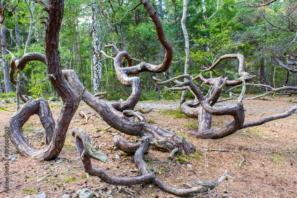 Trollskogen nature reserve on Oland, Sweden. Untouched pine forest in ...