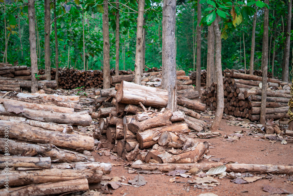 Wood storage in the forest Stock Photo | Adobe Stock