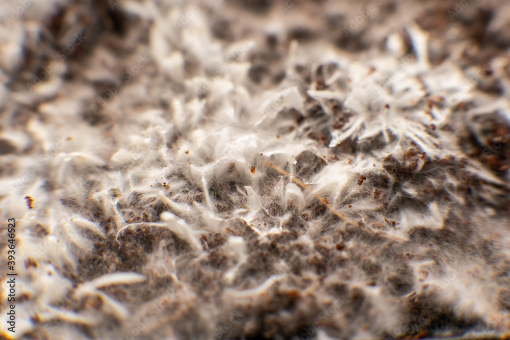 Mycelium filaments on coconut fiber mycelium. Medicines Mushroom ...