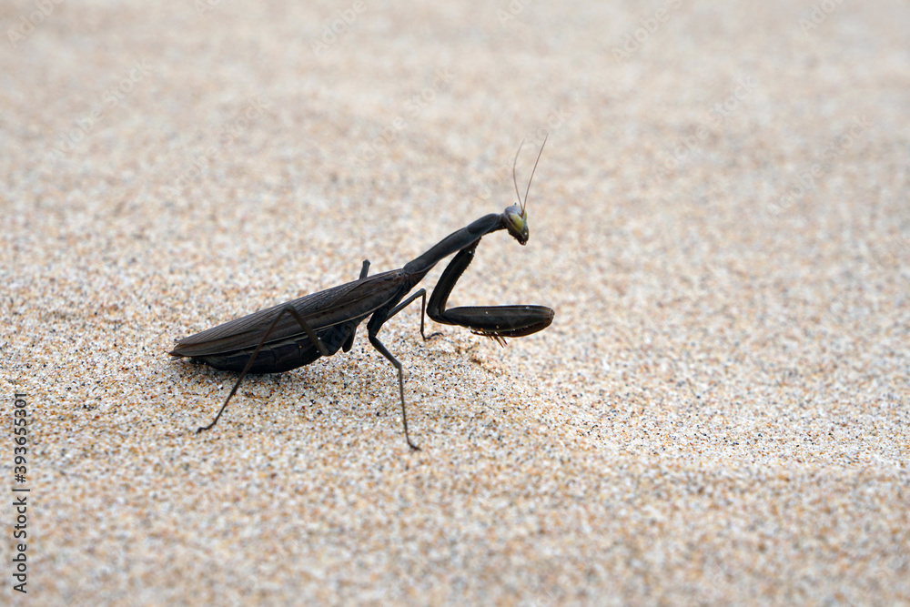 beautiful black praying mantis on sandy surface Stock Photo | Adobe Stock