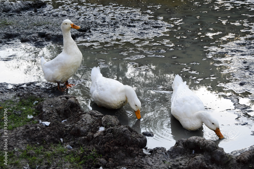 Three dirty white ducks with orange beaks and paws in an artificial ...