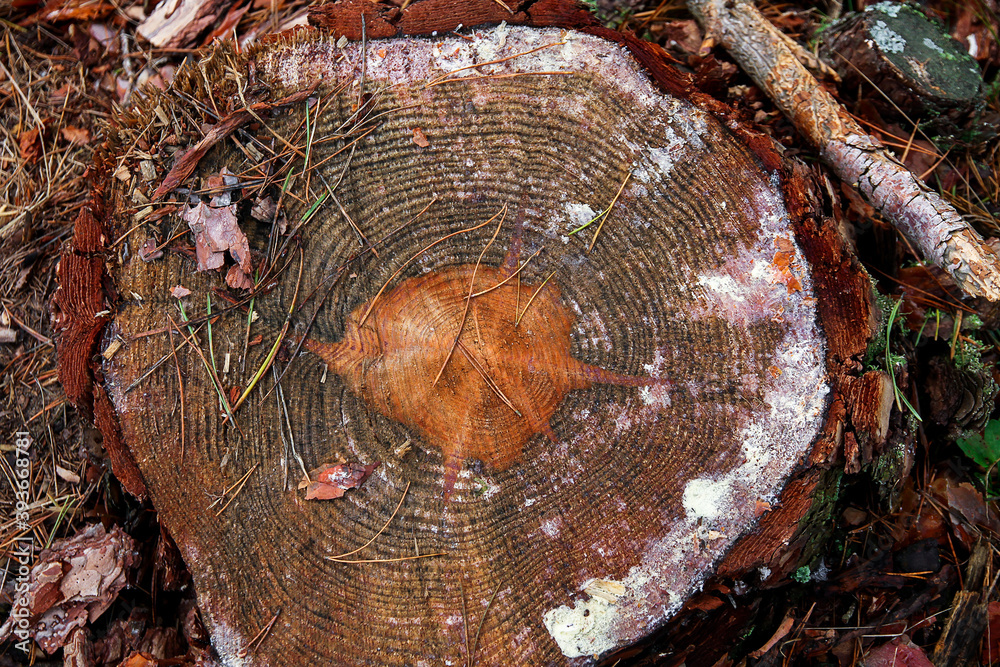 The stump of a pine tree is neatly cut down with a saw. The view from ...