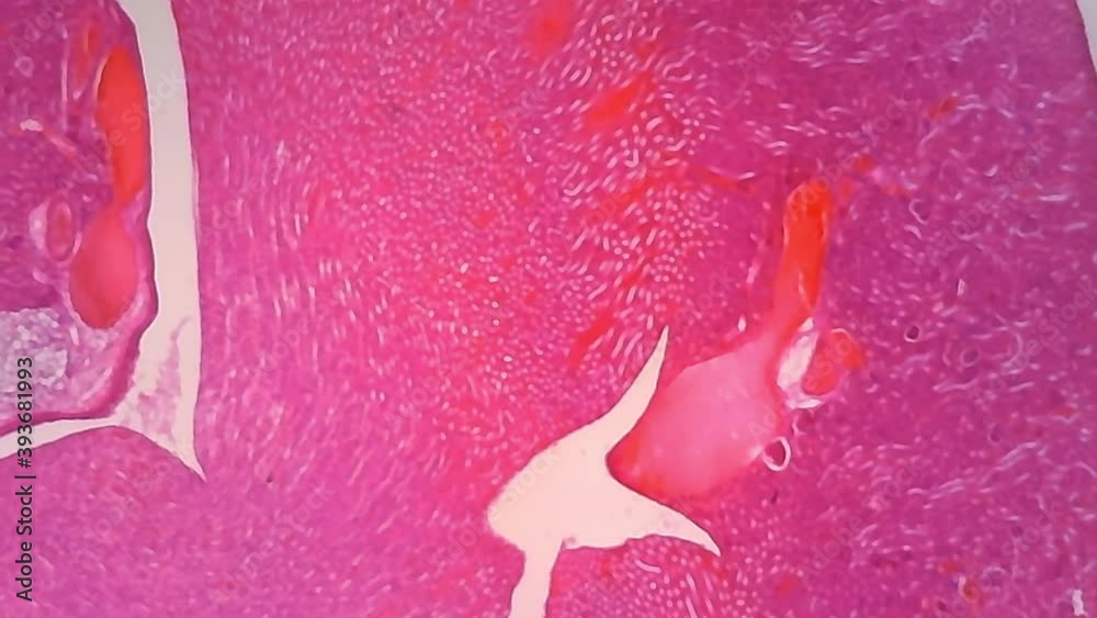 Microscope Human Kidney Longitudinal Section 1200x Moving vídeo do ...