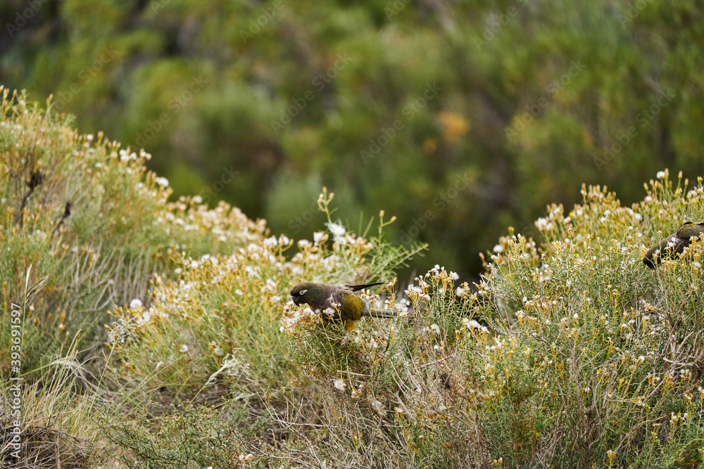 Flock of burrowing parrot, Cyanoliseus patagonus, also known as ...