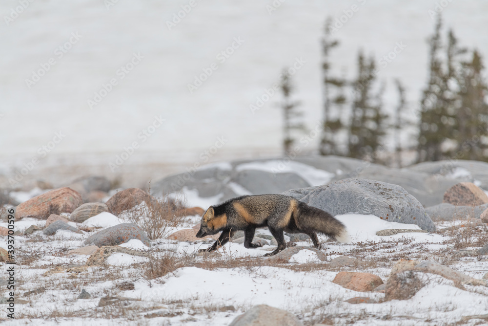 A black and red cross fox seen on the tundra shores of Hudson Bay in ...