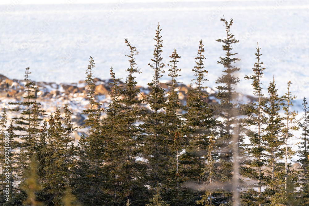 Spruce, pine trees seen in frame with background of sea ice, frozen ...