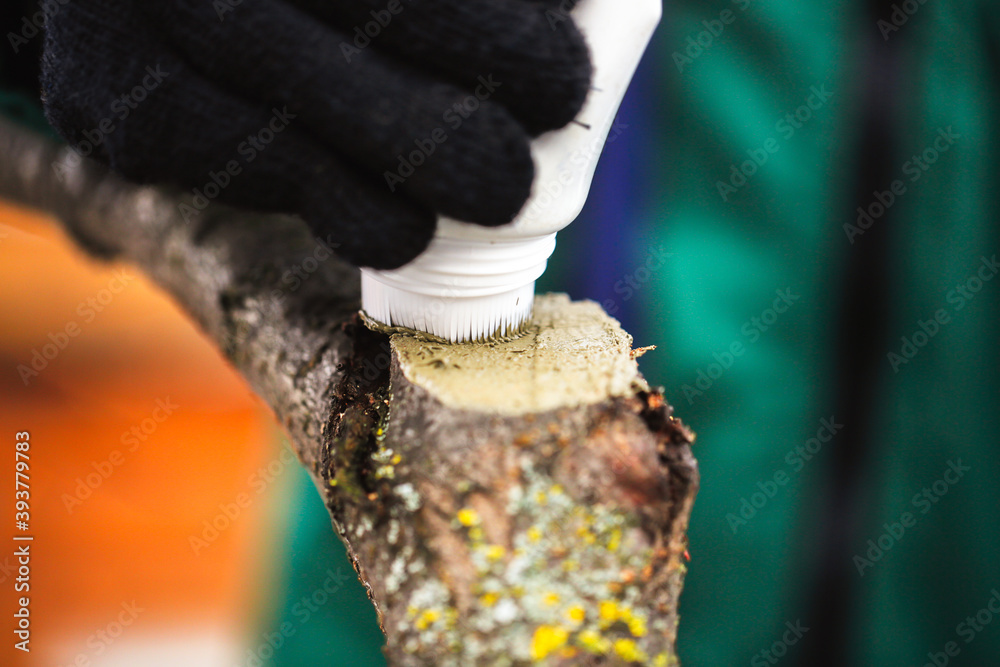 Correct processing of a saw cut of a tree, processing of a place where ...