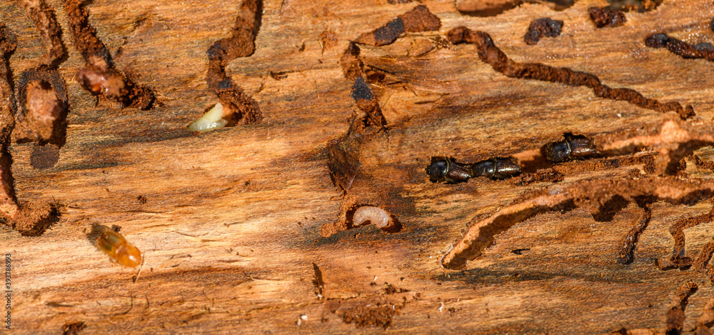 stages of European spruce bark beetle (Ips typographus) in damaged wood ...