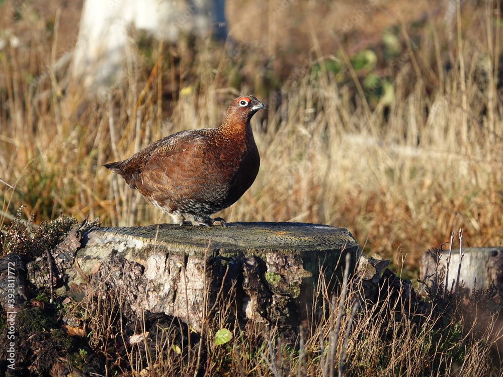 Red Grouse