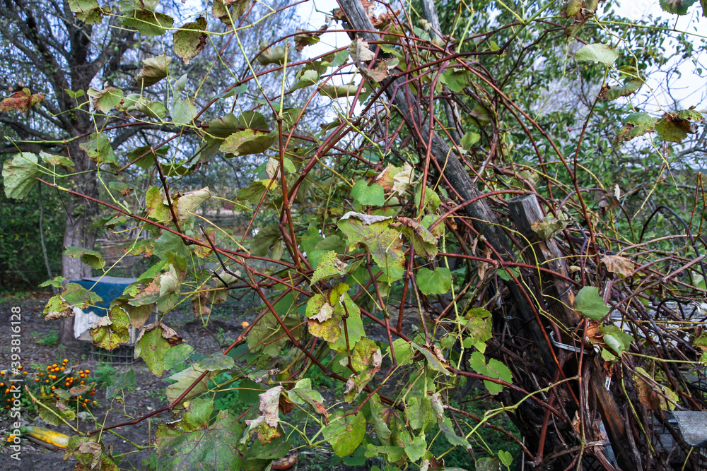 Grape leaves with dry and red spots. Primary signs of fungal disease. Viticulture. Stock-Foto ...
