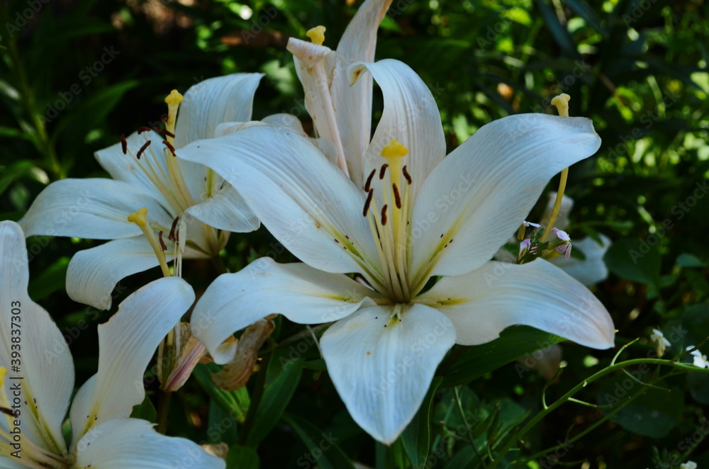 Beautiful Lily flower on green leaves background. Lilium flowers in the ...