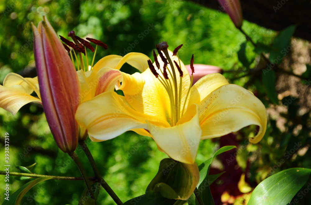 Beautiful Lily flower on green leaves background. Lilium flowers in the ...