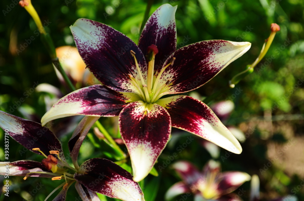 Beautiful Lily flower on green leaves background. Lilium flowers in the ...