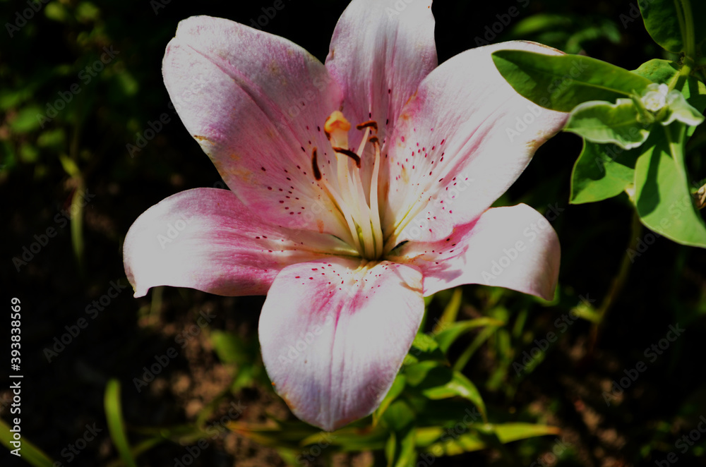 Beautiful Lily flower on green leaves background. Lilium flowers in the ...