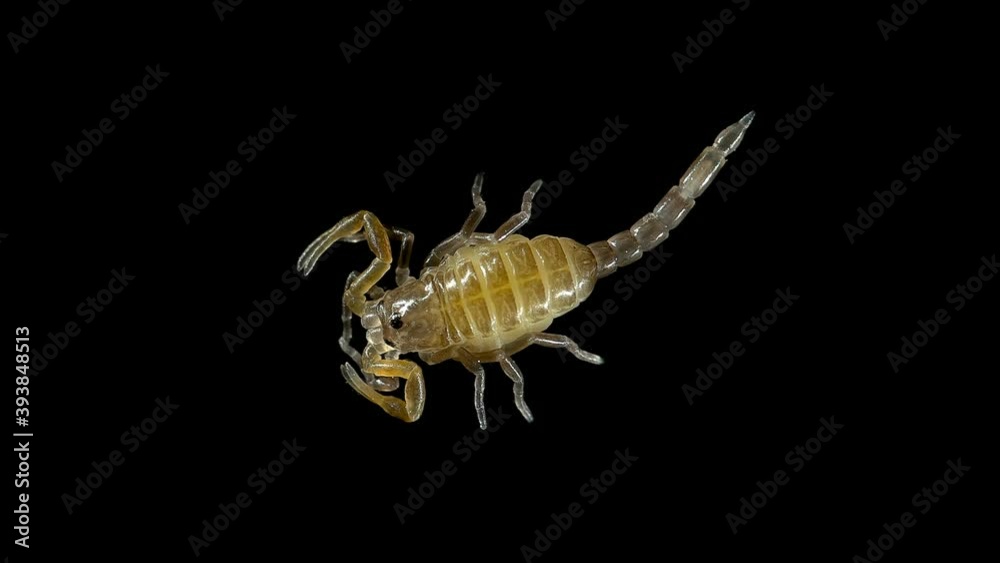 Vídeo do Stock: Newborn scorpion Lychas tricarinatus, family Buthidae ...