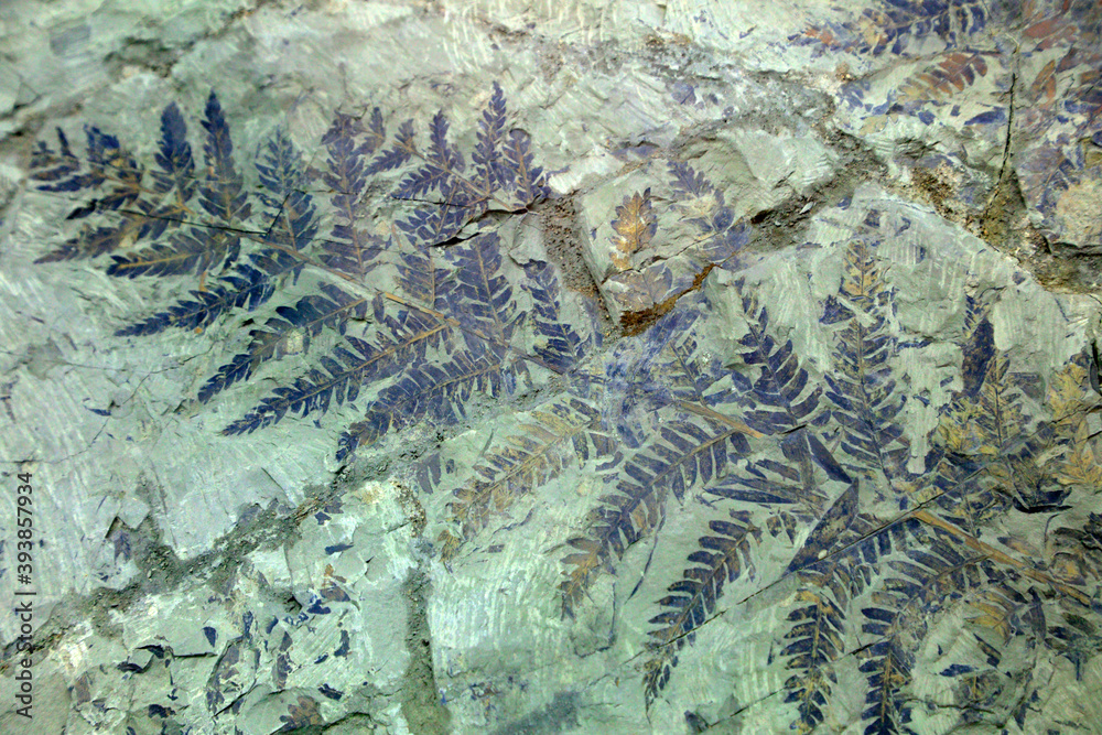Ancient plant fossils are on a rock Stock Photo | Adobe Stock