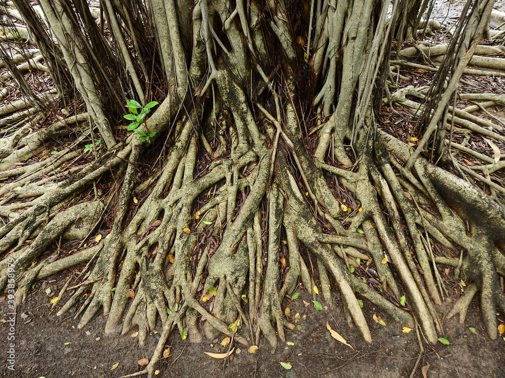root of banyan tree in the park Stock Photo | Adobe Stock